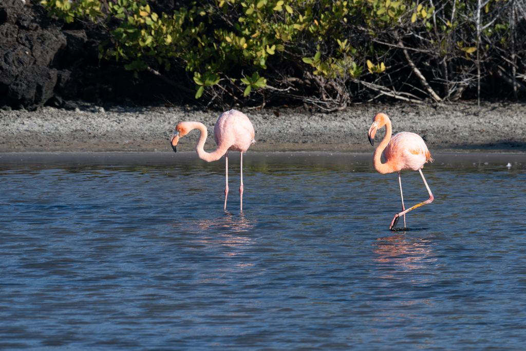 American Flamingo from Santa Cruz, Ecuador on August 2, 2024 at 04:41 ...