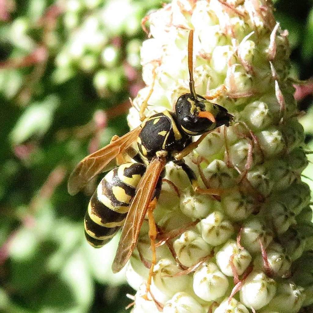 European Paper Wasp from Melbourne VIC 3004, Australia on February 03 ...