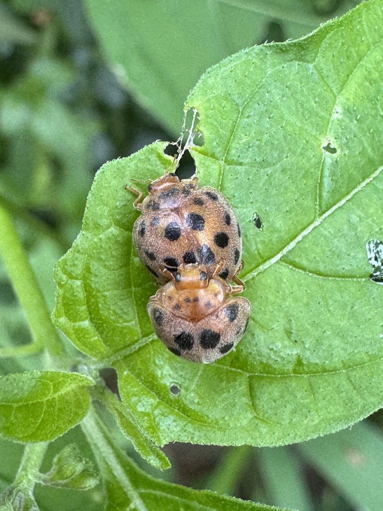 Hadda Beetle from 东升八家郊野公园, 北京市, CN on August 11, 2024 at 11:15 AM by ...
