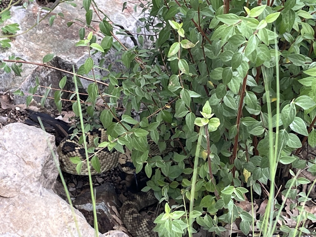 Western Black-tailed Rattlesnake from Coronado National Forest, Nogales ...