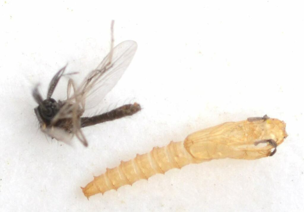 Biting Midges from Lane County, OR, USA on August 10, 2024 at 05:02 PM ...