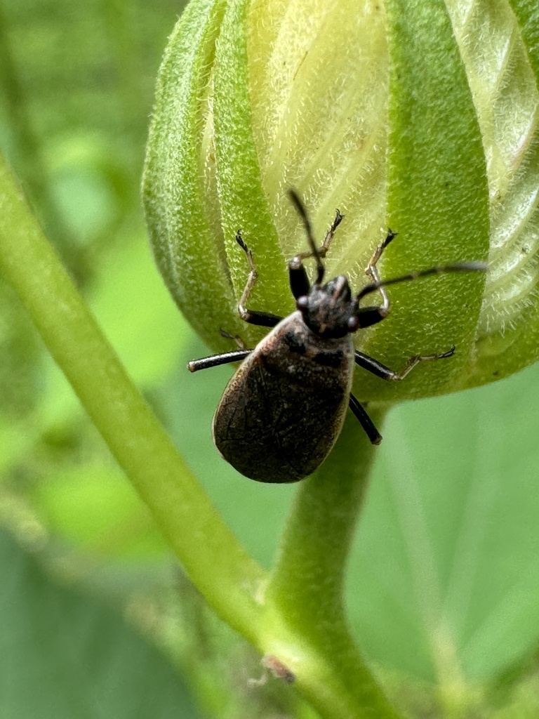 Pyrrhocoris sibiricus from 东升八家郊野公园, 北京市, CN on August 11, 2024 at 11: ...