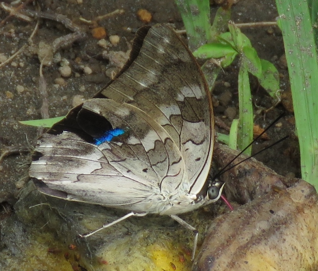 Two-spotted Prepona from Buena Vista del Rincon, Liberia Canton ...