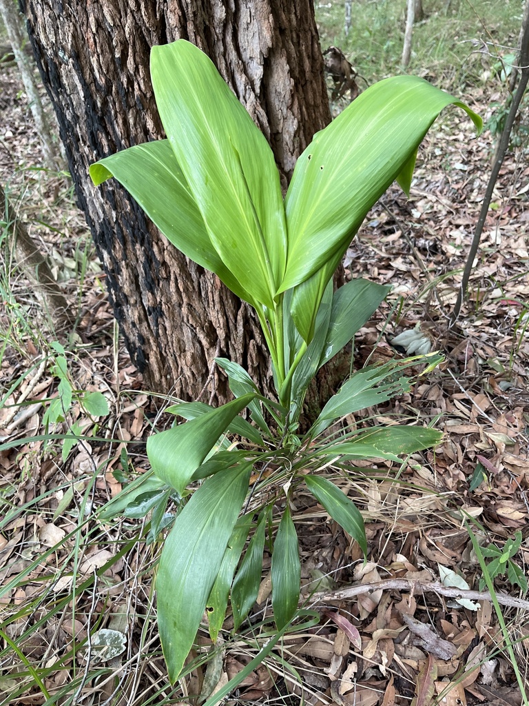 cabbage trees and allies from Pearce Dr, Maroochy River, QLD, AU on ...