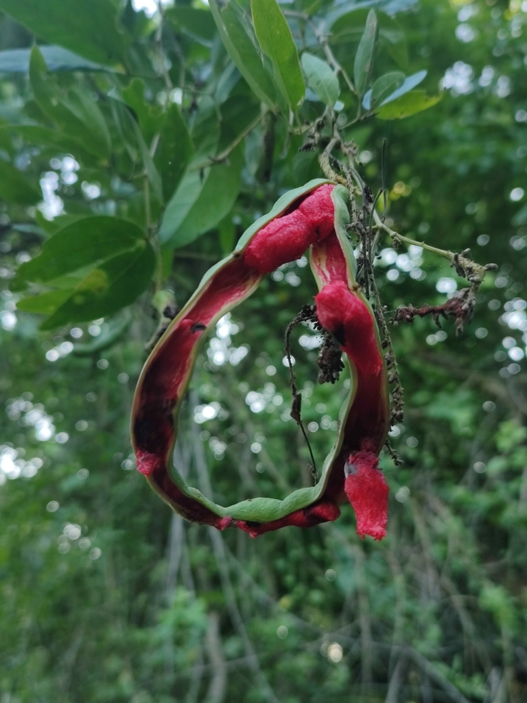 Pithecellobium lanceolatum from 70987 Oax., México on August 3, 2024 at ...