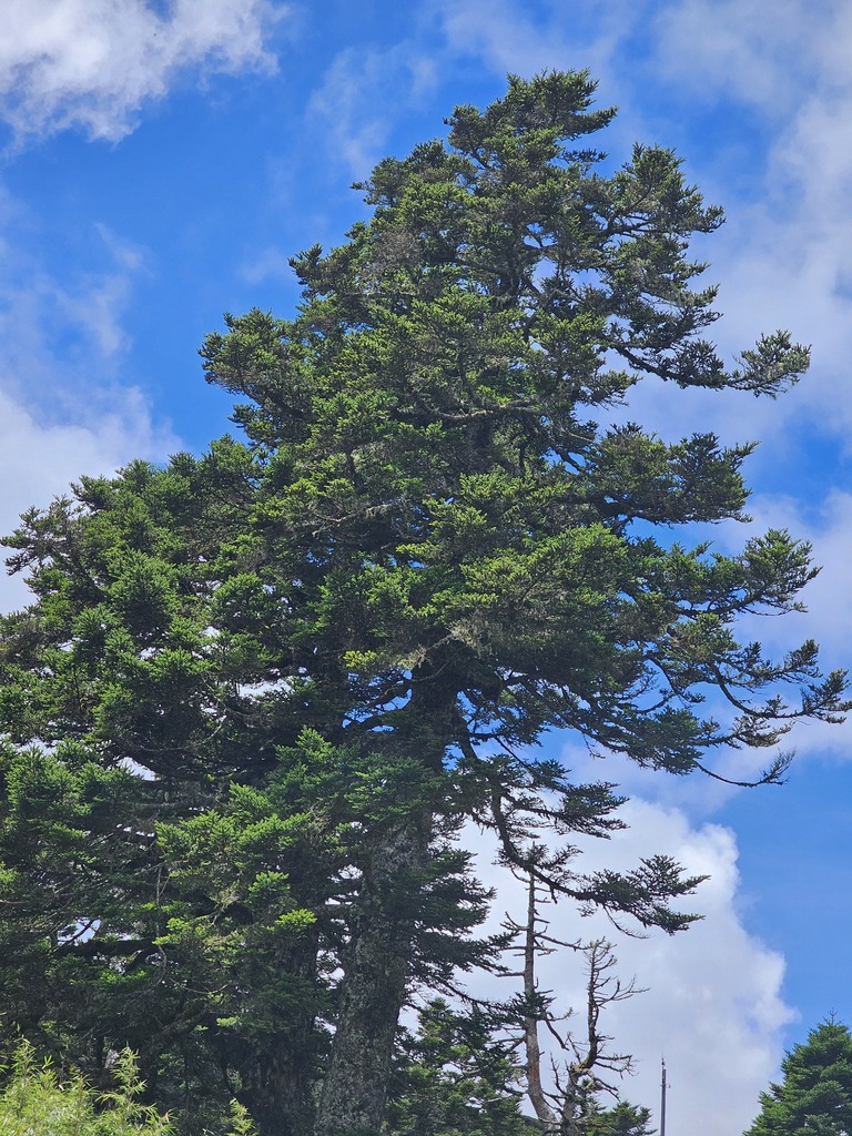 Taiwan fir from 972台灣花蓮縣秀林鄉 on August 9, 2024 at 10:59 AM by 郭伯川 ...