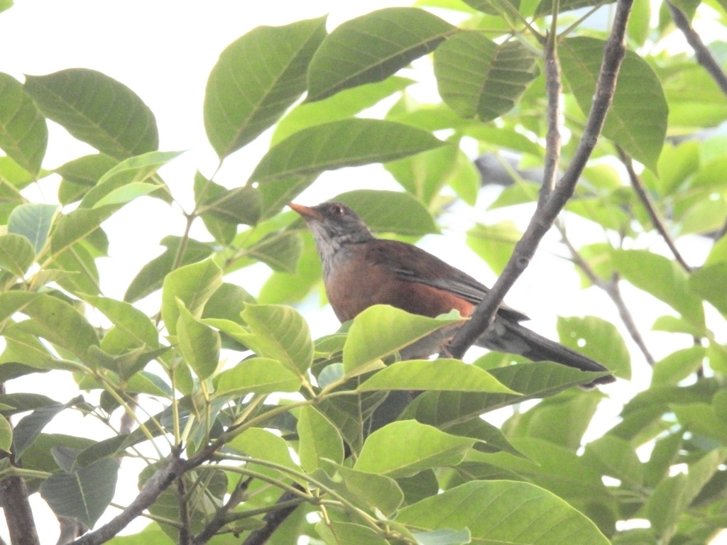 Rufous-backed Robin from H, 70987 Crucecita, Oax., México on August 3 ...