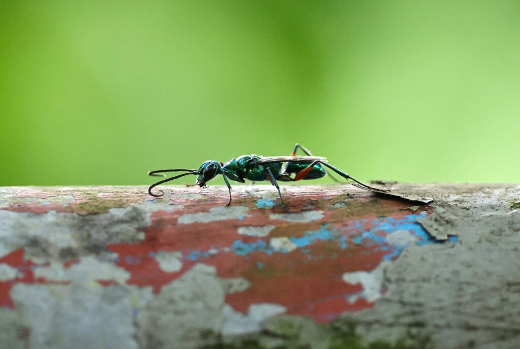 Emerald Cockroach Wasp from Aberdeen, Hong Kong on August 10, 2024 at ...