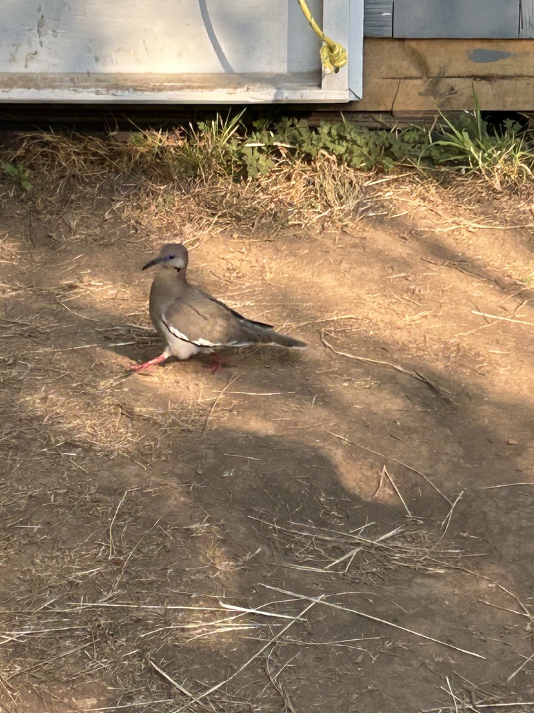 White-winged Dove from Rocky Point Training Area, Metchosin, BC, CA on ...