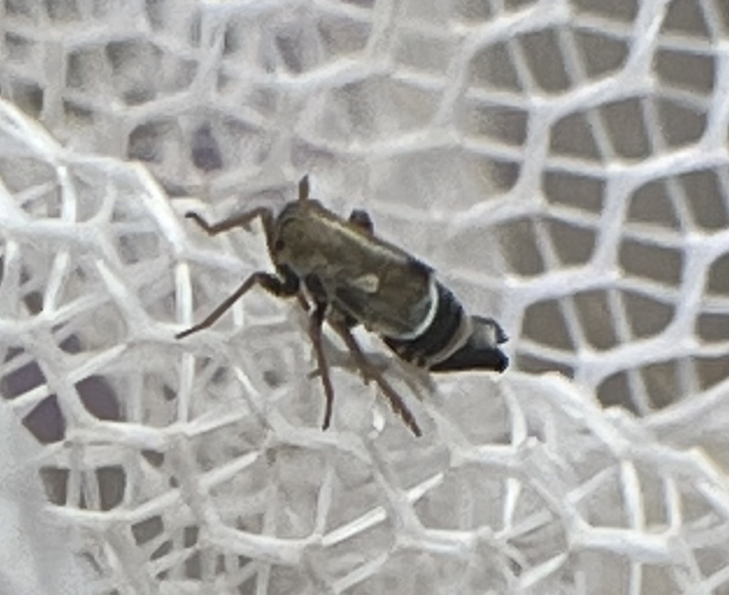 Dicranotropis hamata from Breckland Forest, Thetford, England, GB on ...