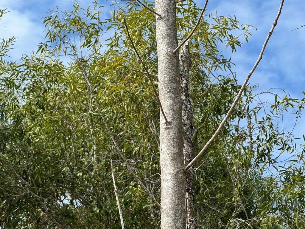 Codonocarpus attenuatus from Gowrie Little Plain QLD 4352, Australia on ...