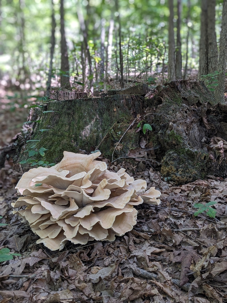 Berkeley's Polypore from Short Bend Township, MO, USA on August 01 ...