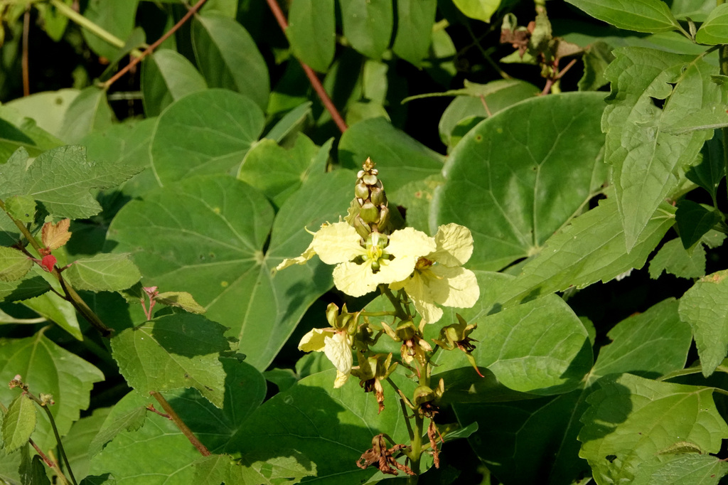 Creeping Bauhinia from Kaniyo Pabidi, Masindi, Uganda on July 16, 2024 ...
