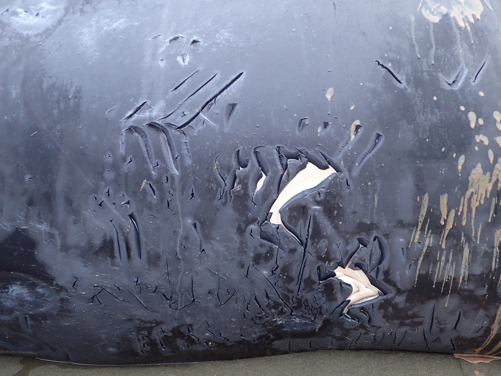 Orca in August 2024 by Cricket Raspet. Rake marks On stranded Megaptera ...