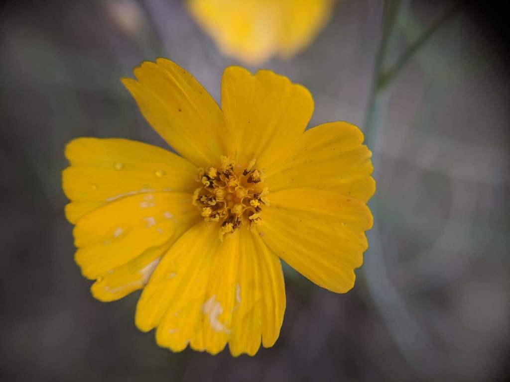 Slender Greenthread from Blanco County, TX, USA on June 11, 2019 at 03: ...
