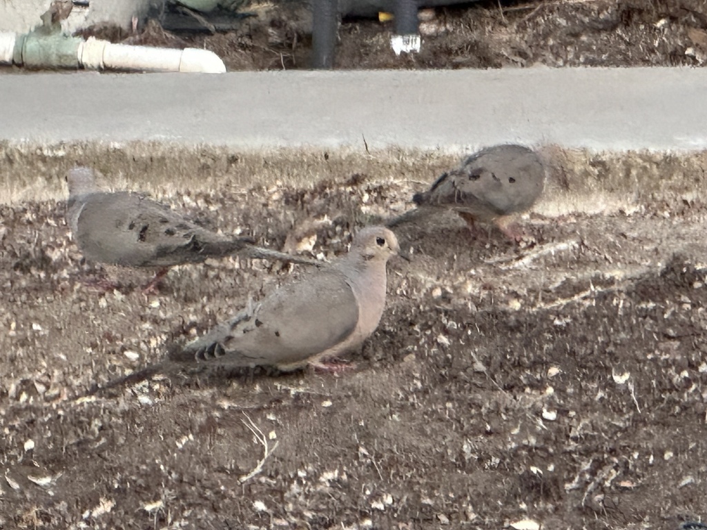 Mourning Dove from Avenida Manana, San Diego, CA, US on August 10, 2024 ...