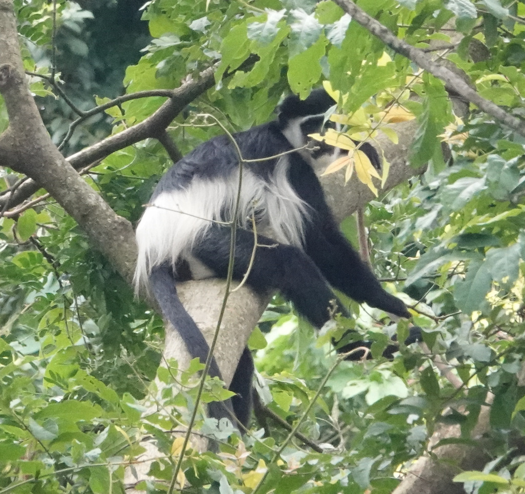 Mantled Guereza from Kaniyo Pabidi, Masindi, Uganda on July 16, 2024 at ...