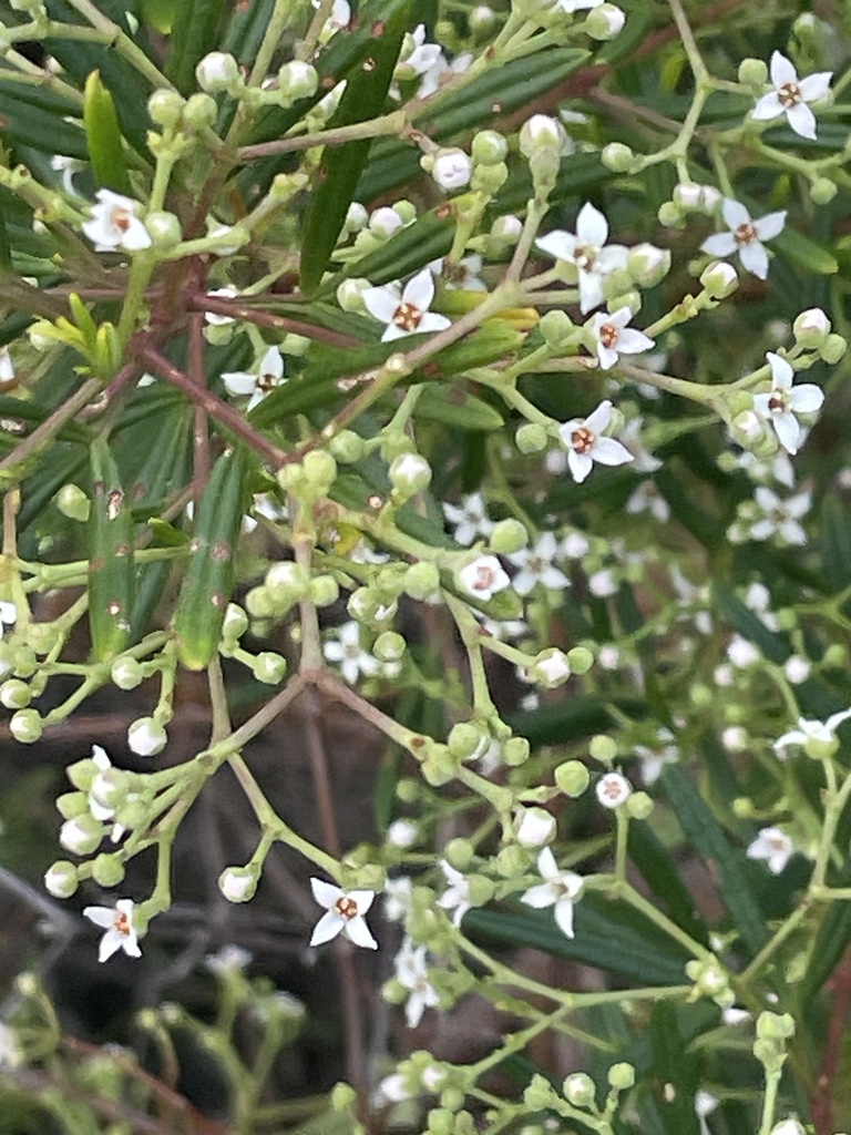 wallum zieria from Noosa National Park, Marcus Beach, QLD, AU on August ...