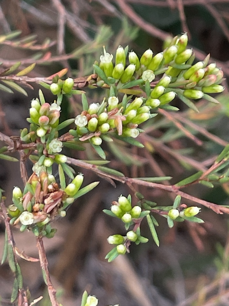 twiggy homoranthus from Noosa National Park, Marcus Beach, QLD, AU on ...