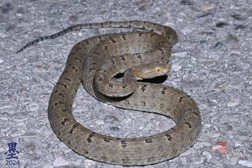 Mao-lan pitviper (Protobothrops maolanensis) - Snakes and Lizards