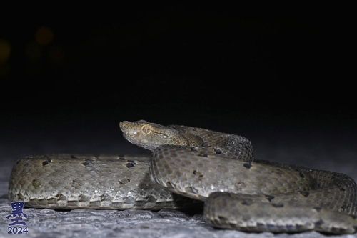 Mao-lan pitviper (Protobothrops maolanensis) - Snakes and Lizards