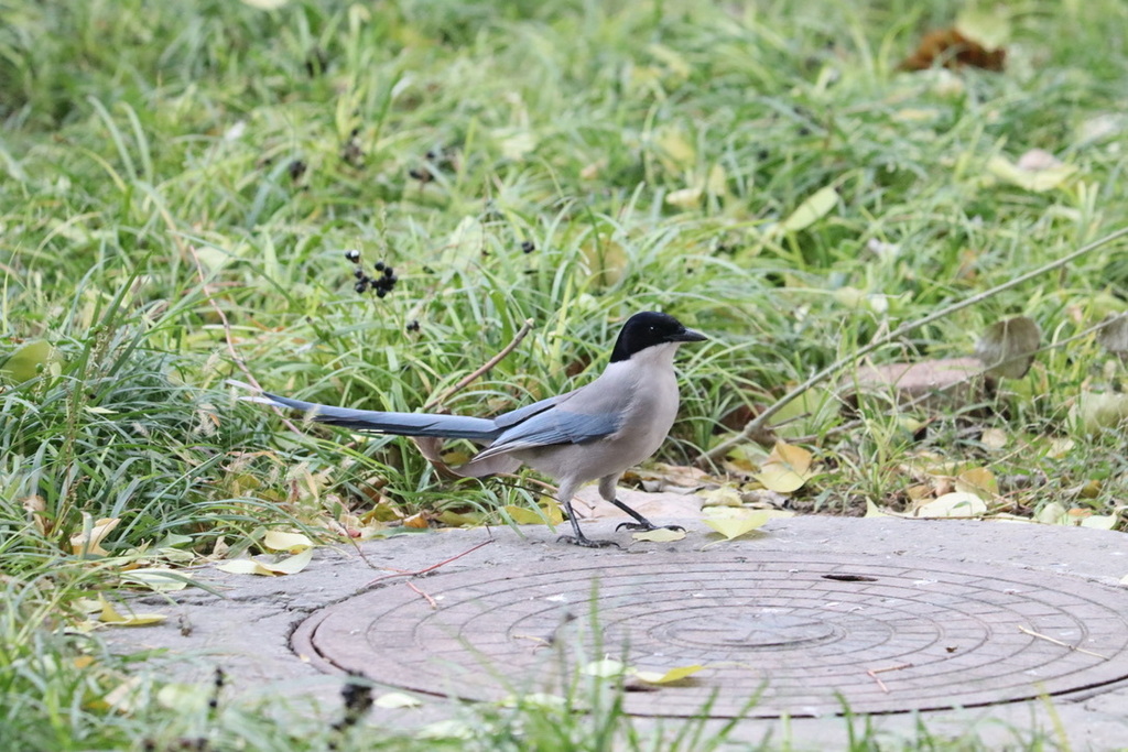Azure-winged Magpie from Ritan Park, Chaoyang, Beijing, China on ...