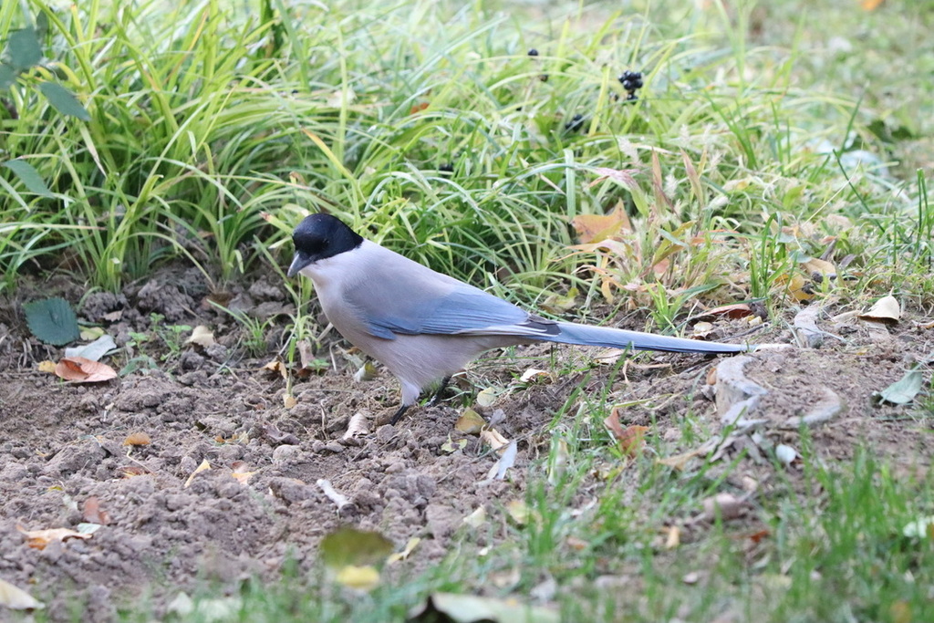 Azure-winged Magpie from Ritan Park, Chaoyang, Beijing, China on ...