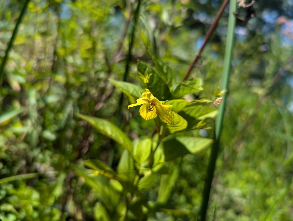 fringed loosestrife in August 2024 by Ryan Sorrells · iNaturalist