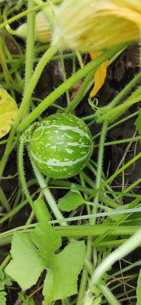 Pedate-leafed Gourd from Valle de Santiago, Gto., México on August 14 ...