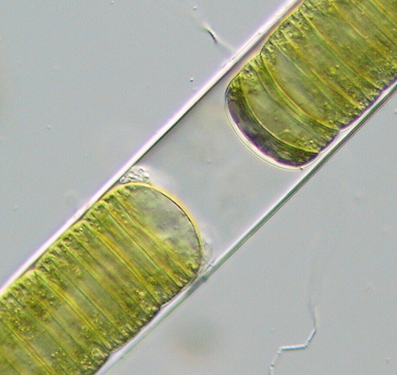 Microseira wollei from Brisbane QLD, Australia on February 14, 2007 at ...