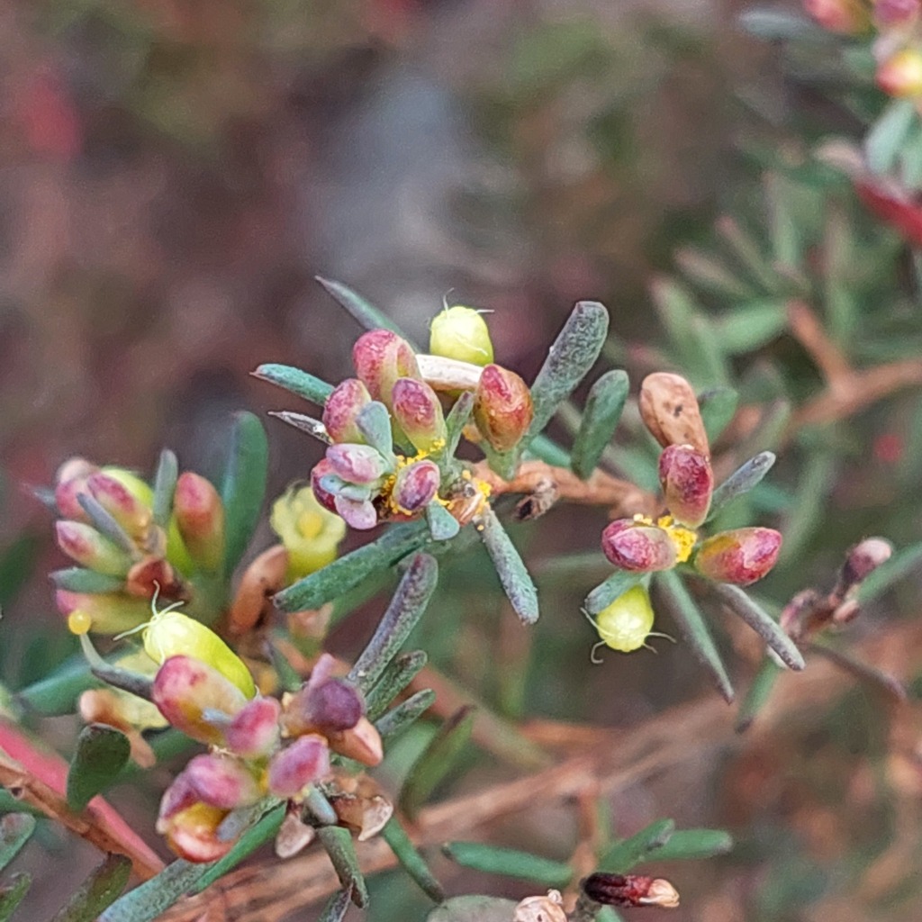 Myrtle Rust from Brierfield NSW 2454, Australia on August 11, 2024 at ...