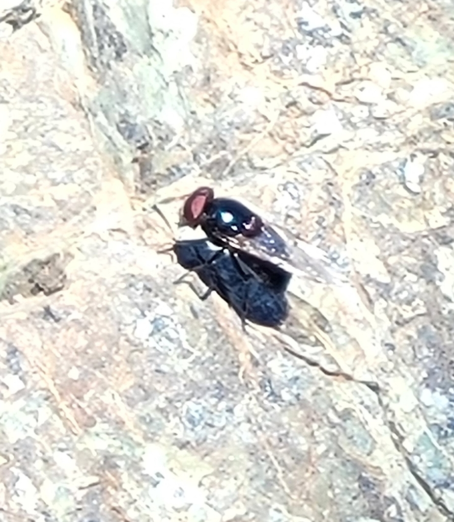 Bromeliad Flies from San Luis Obispo, CA 93401, USA on July 29, 2024 at ...