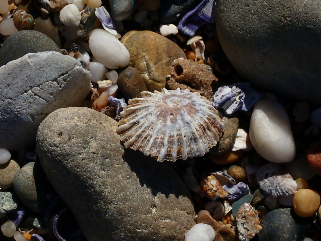 Denticulated Siphon Shell from Minnie Water NSW 2462, Australia on ...