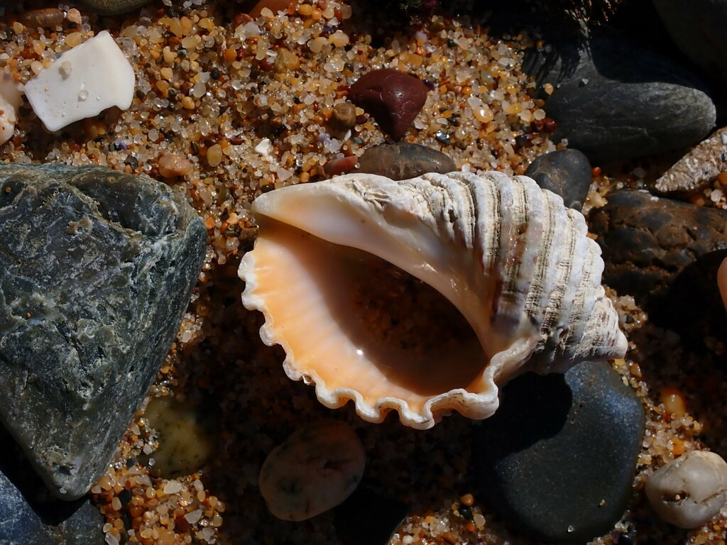 Cart-Rut Shell from Minnie Water NSW 2462, Australia on August 6, 2024 ...
