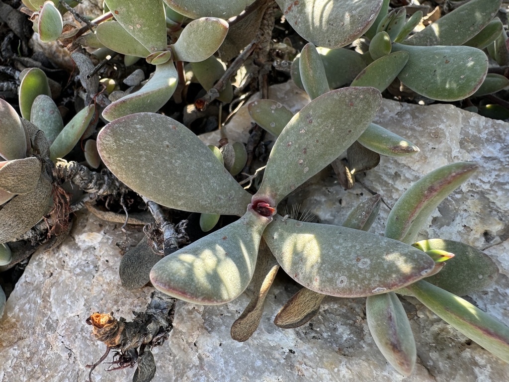 Velvety Stonecrop from Melkboschkuil, Springbok, NC, ZA on August 10 ...