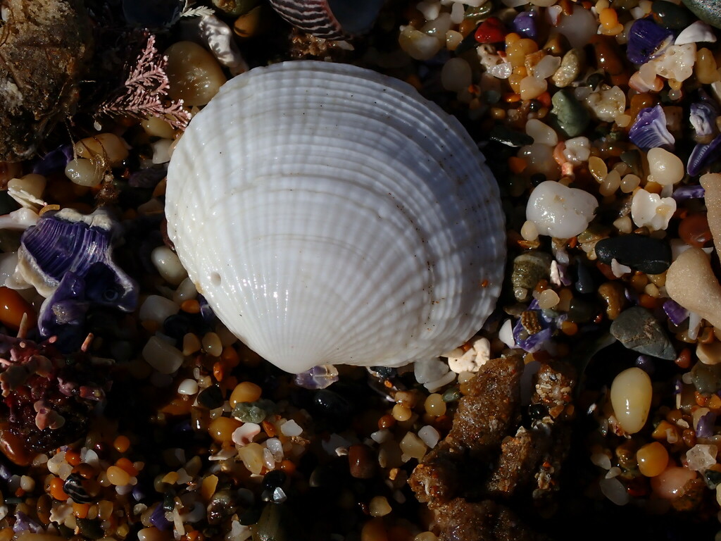 Codakia rugifera from Minnie Water NSW 2462, Australia on August 06 ...