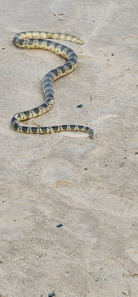 Elegant Sea Snake from Australia on August 11, 2024 at 12:18 PM by ...