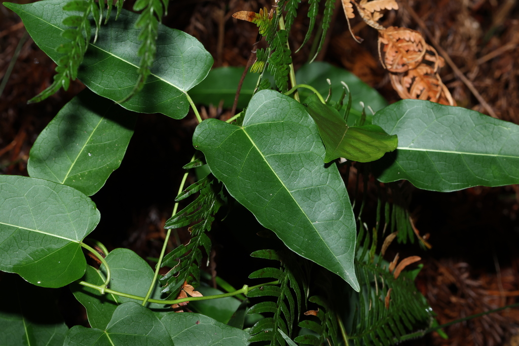 Common Milk Vine from Sunshine Coast QLD, Australia on August 11, 2024 ...