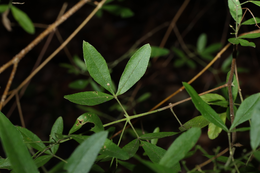 Sandfly Zieria from Sunshine Coast QLD, Australia on August 11, 2024 at ...