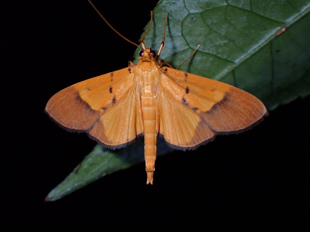 Filodes malgassalis from Moramanga, Madagascar on June 5, 2024 at 09:13 ...