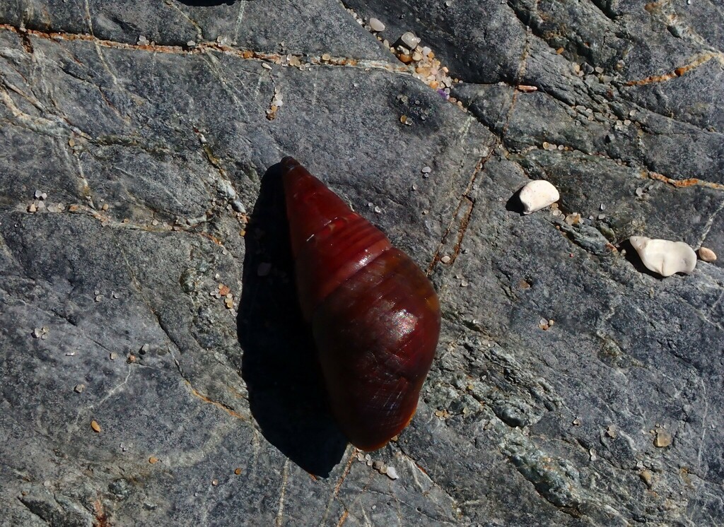 Phasianotrochus eximius from Minnie Water NSW 2462, Australia on August ...