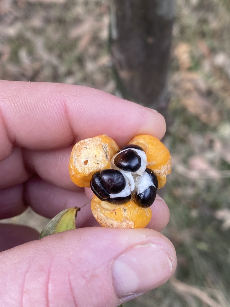 Wombat Berry from Styx River State Forest, Jeogla, NSW, AU on August 11 ...