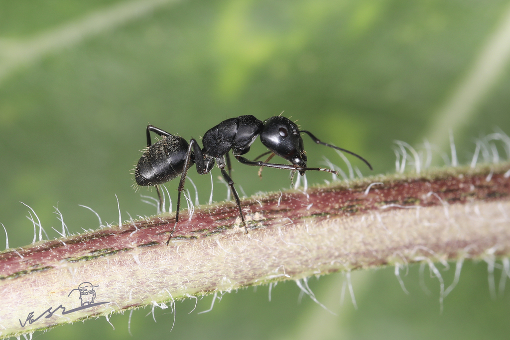 Japanese Carpenter Ant from 中国北京市延庆区 on August 8, 2021 at 10:32 AM by ...