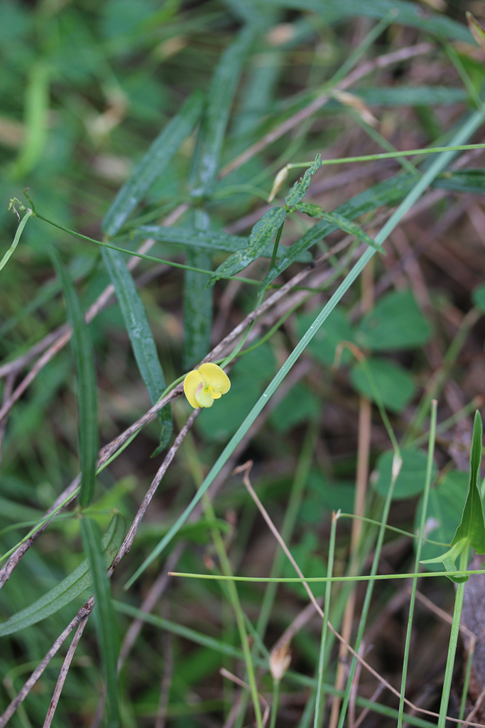 Maloga bean from Namelita Creek QLD, Australia on April 8, 2019 at 01: ...