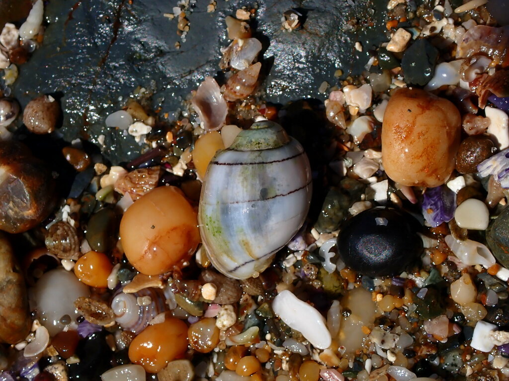 Pink Bubble Snail from Minnie Water NSW 2462, Australia on August 06 ...