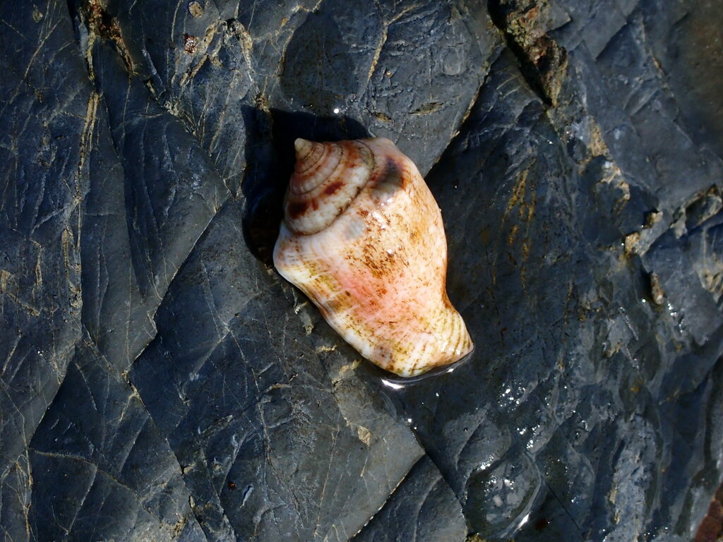 Variable Stromb from Clarence Valley, NSW, Australia on August 6, 2024 ...