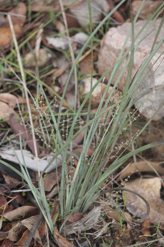 iron-grass from Horsnell Gully SA 5141, Australia on July 28, 2024 at ...