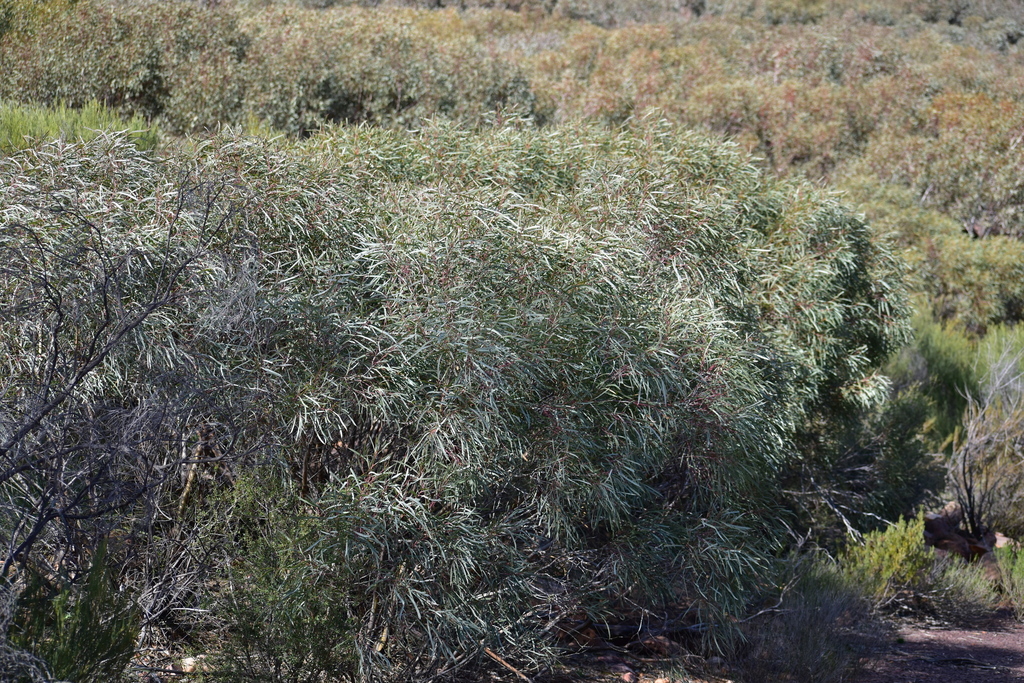 Narrow-leaved Peppermint Box from Flinders Ranges SA 5434, Australia on ...