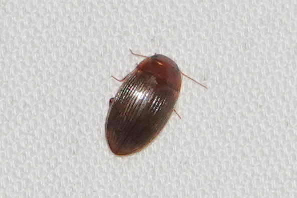 Copelatus glyphicus in August 2024 by sarinole. Black light · iNaturalist