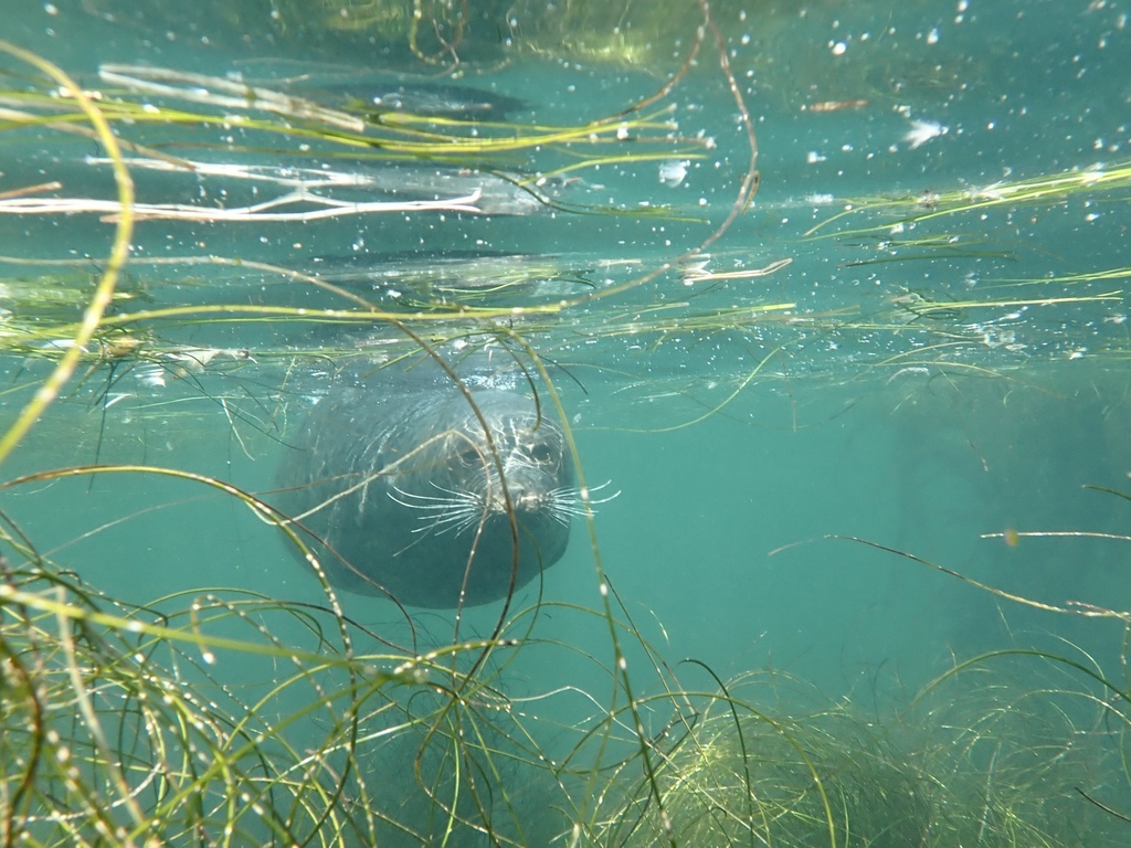 Pacific Harbor Seal from San Diego County, CA, USA on August 10, 2024 ...